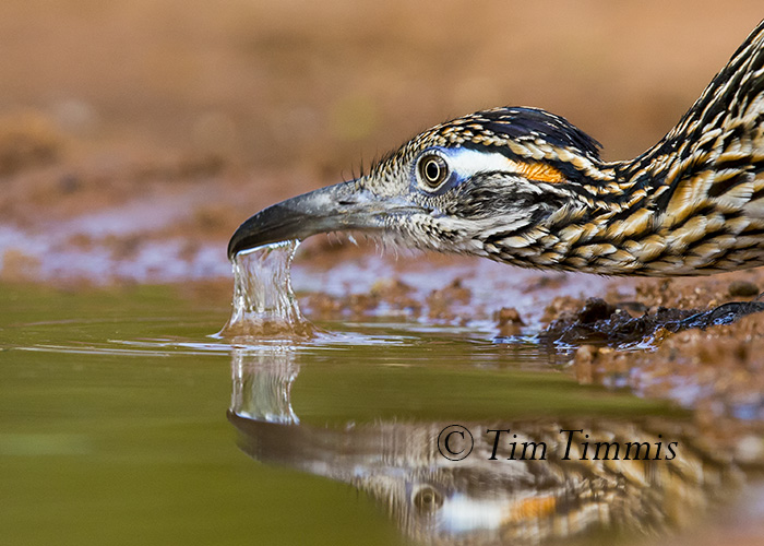 Drinking Roadrunner | Tim Timmis Photography