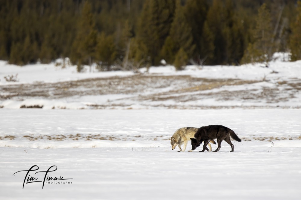 Yellowstone Wolves | Tim Timmis Photography