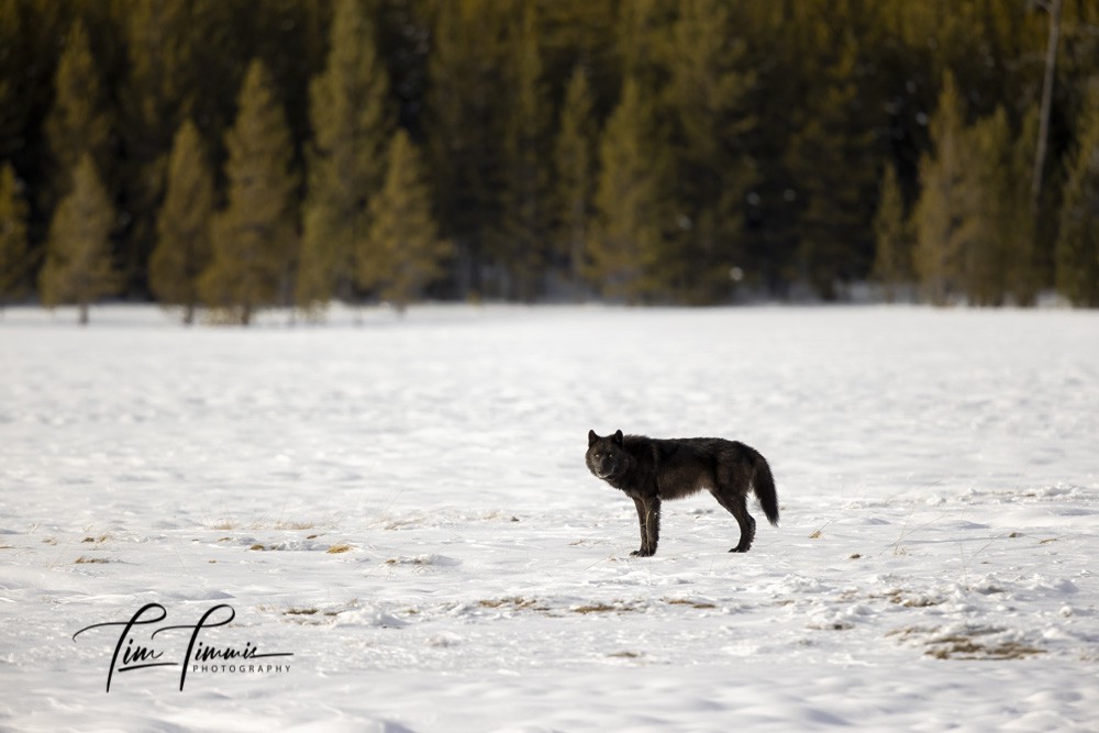 Black Wolf in Yellowstone | Tim Timmis Photography