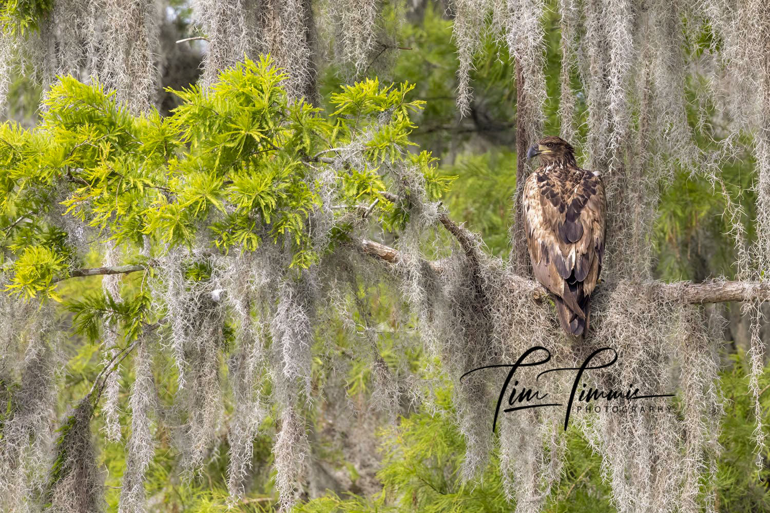 Amazing Bald Eagle | Tim Timmis Photography