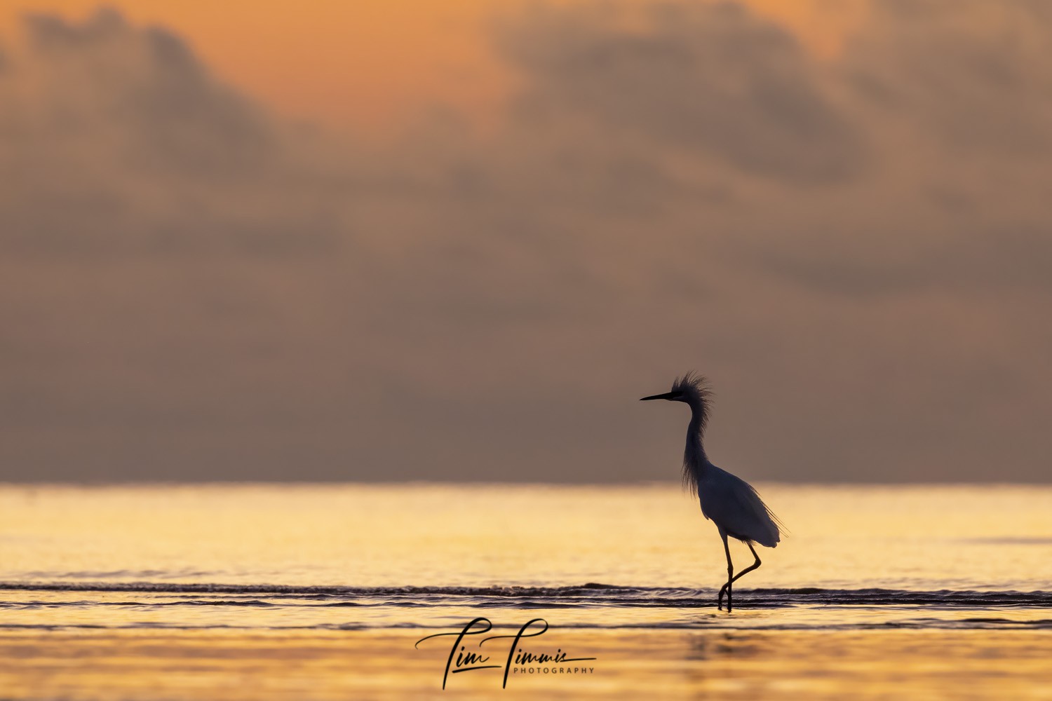 Reddish Egret Silhouette | Tim Timmis Photography